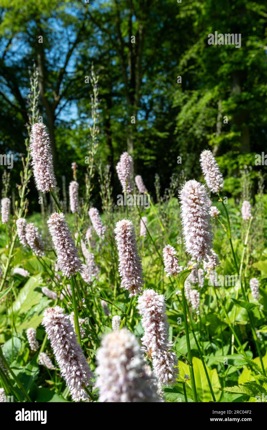 Close up of common bistort (bistorta officinalis) flowers in bloom ...