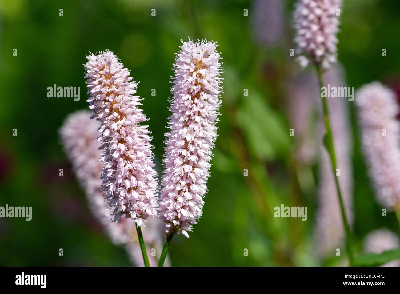 Macro shot of common bistort (bistorta officinalis) flowers in bloom ...