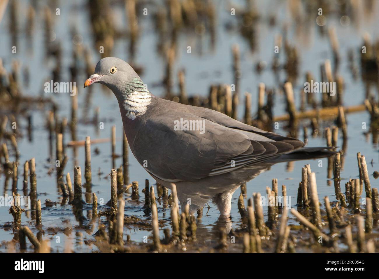 Pigeon with white collar hi-res stock photography and images - Alamy