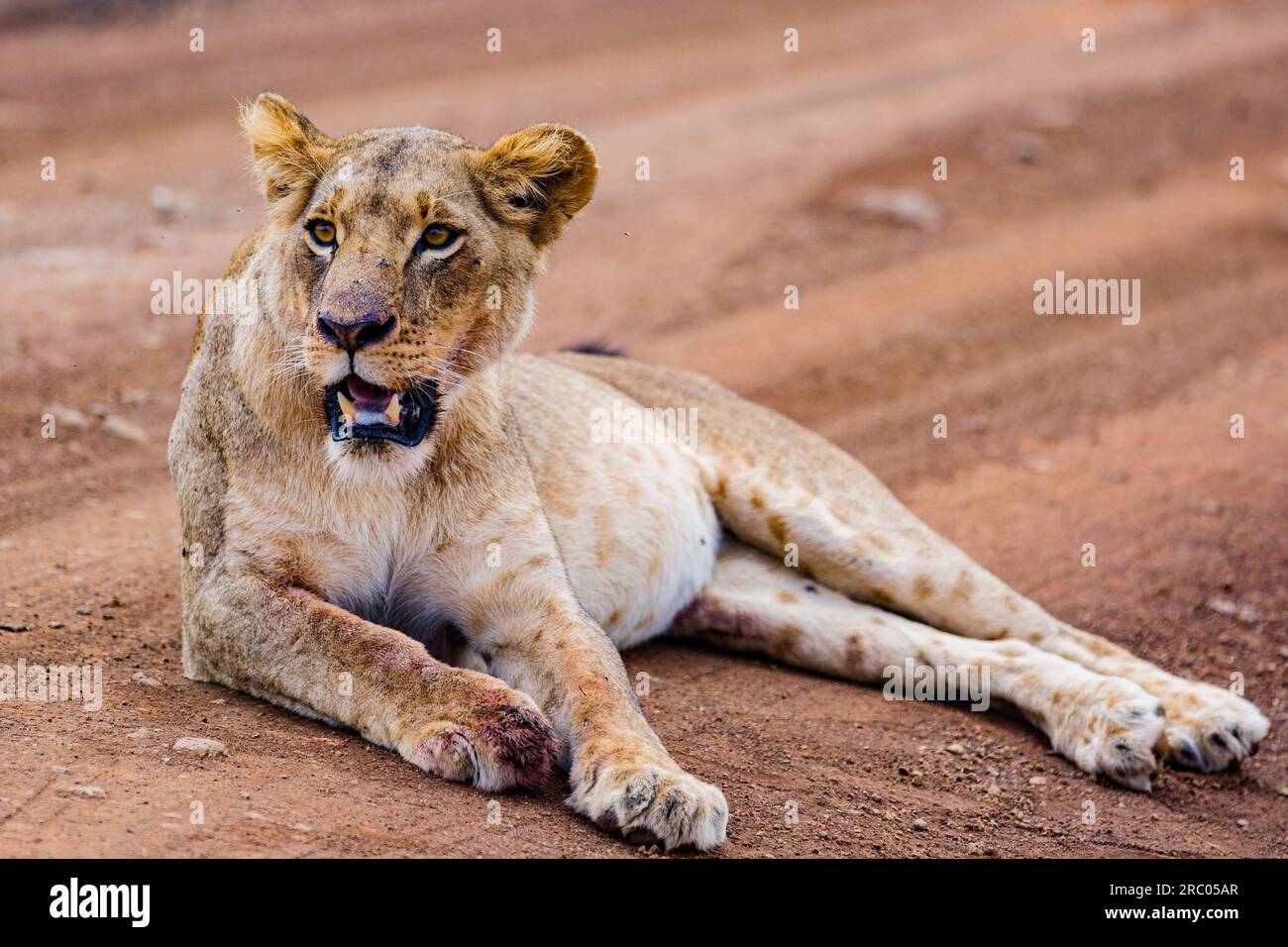 Lion roaring white background hi-res stock photography and images - Alamy
