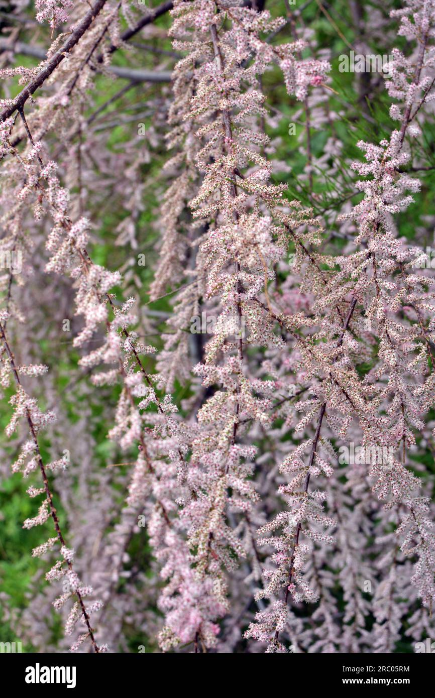 Tamarix ramosissima tamaricaceae hi-res stock photography and images ...