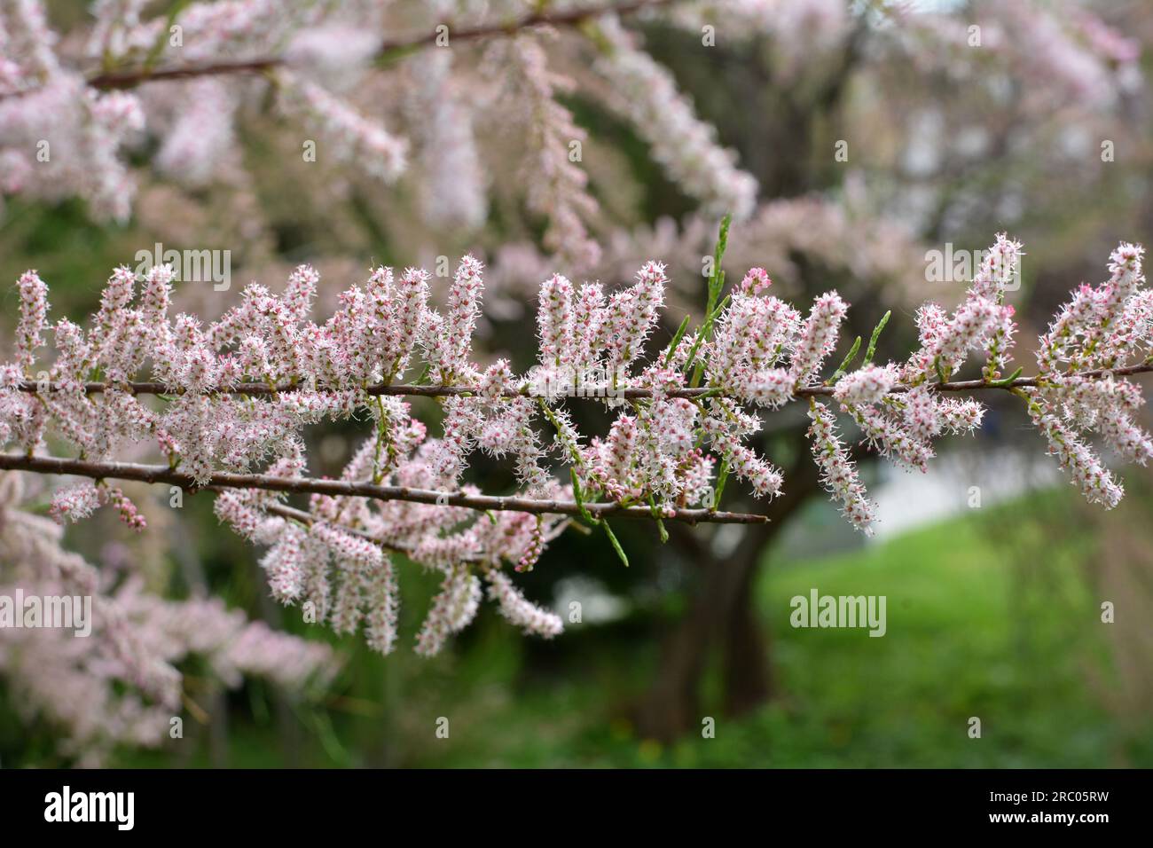 Plant tamarix ramosissima hi-res stock photography and images - Alamy