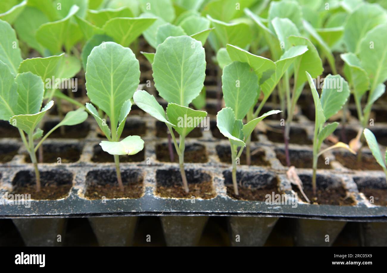 Seedlings of cabbage grown in plastic cassettes with organic soil Stock ...