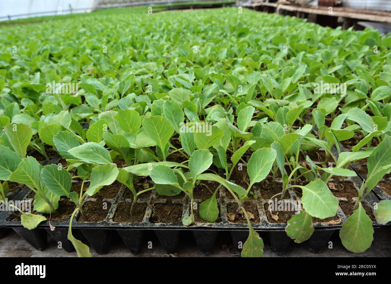 Leaf cabbage seed hi-res stock photography and images - Alamy