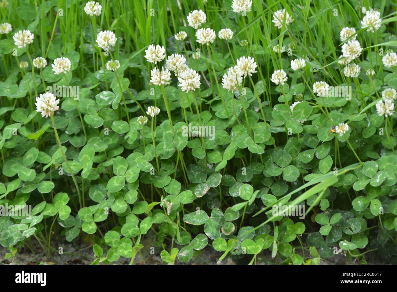 Clover is white in nature (Trifolium repens Stock Photo - Alamy