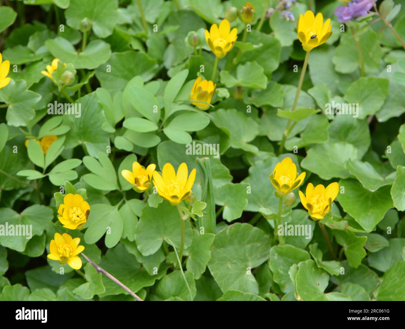 In spring, Ranunculus ficaria blooms in the wild Stock Photo - Alamy