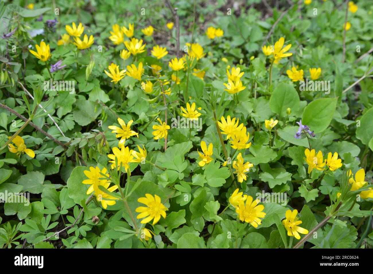 In spring, Ranunculus ficaria blooms in the wild Stock Photo - Alamy