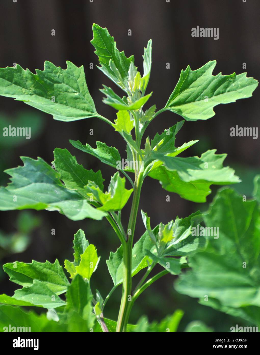 In nature, the field grows a fat hen (Chenopodium album Stock Photo - Alamy
