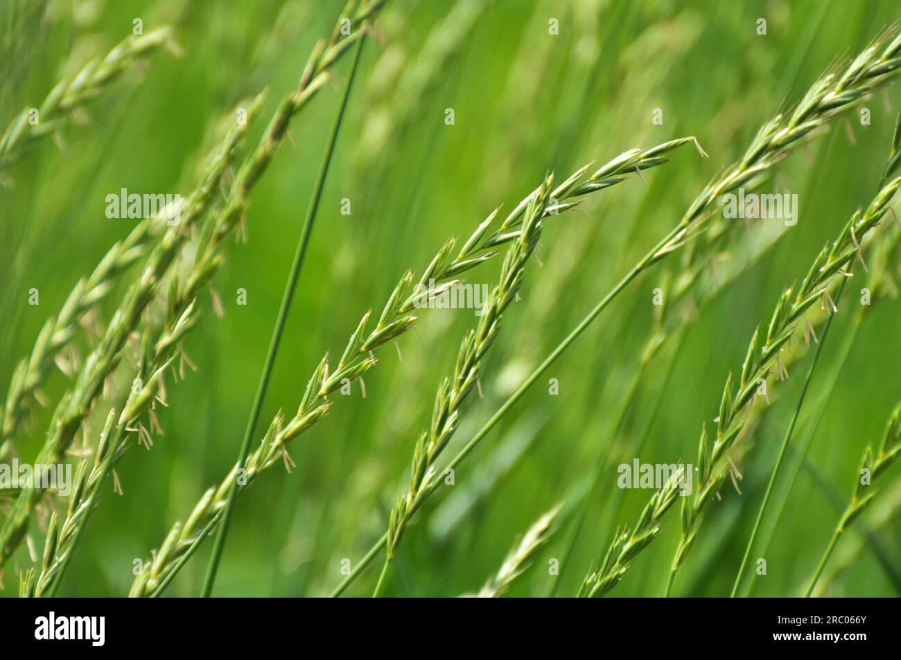 In the meadow, in the wild grows grass and weeds Elymus repens Stock ...