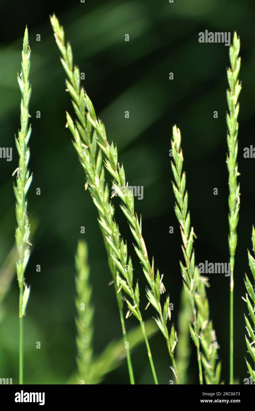 In the meadow, in the wild grows grass and weeds Elymus repens Stock ...