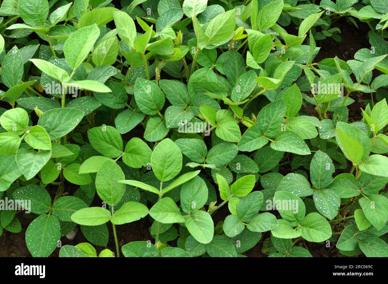 Field with soybeans hi-res stock photography and images - Alamy