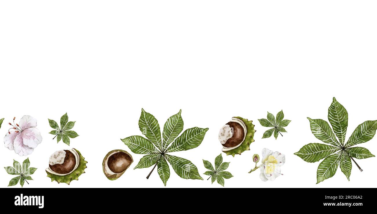 Border of leaves, flowers and fruits of chestnut. watercolor ...
