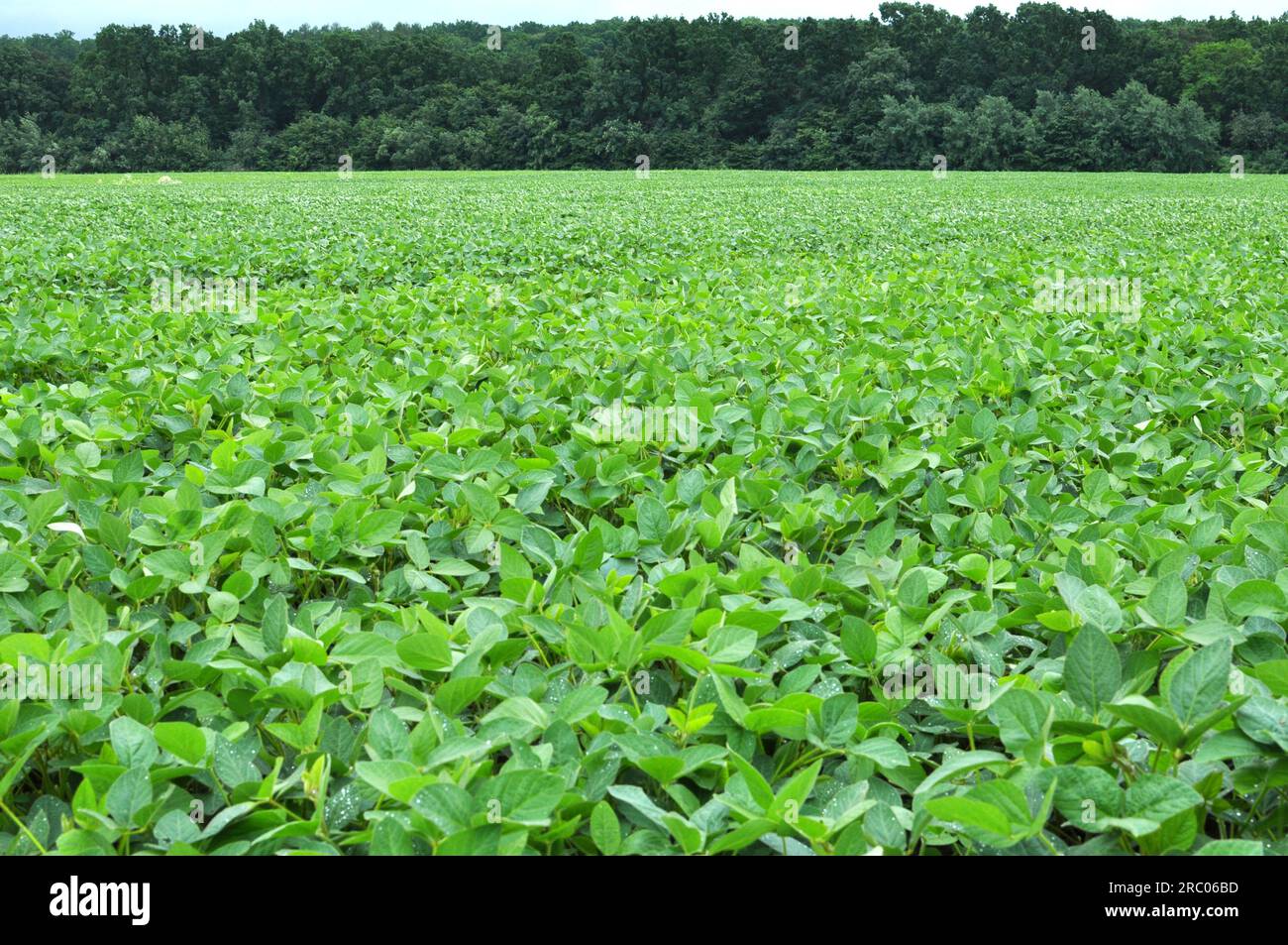 In the middle of the summer on a farm field growing soybeans Stock ...