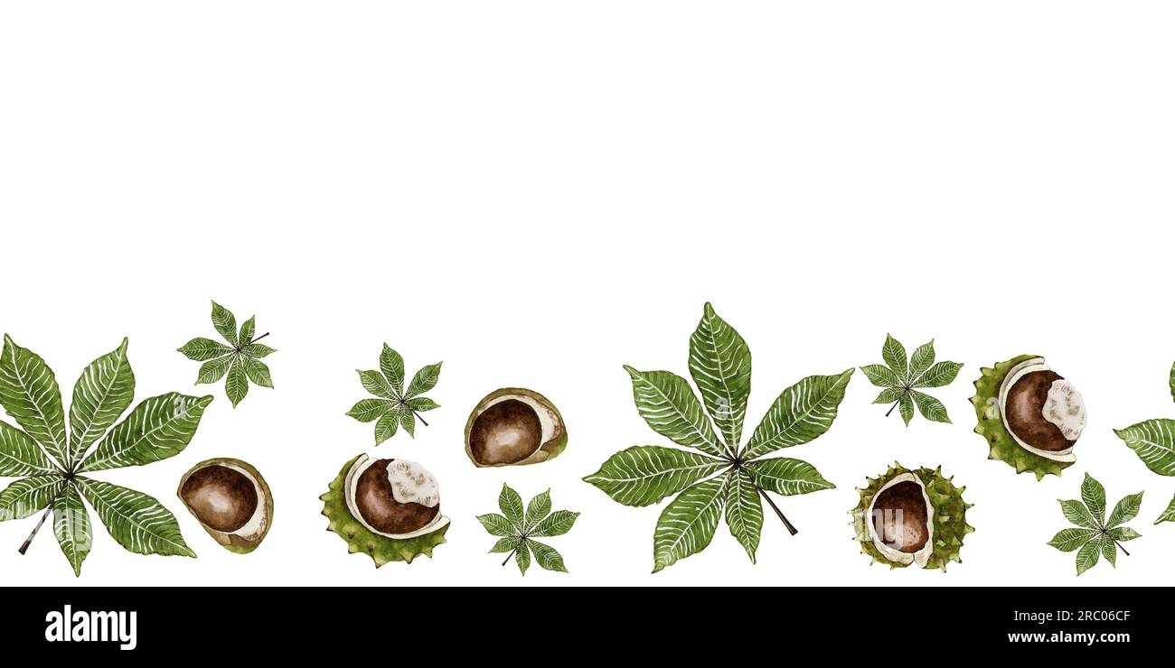Border of leaves and fruits of chestnut. watercolor illustration Stock ...