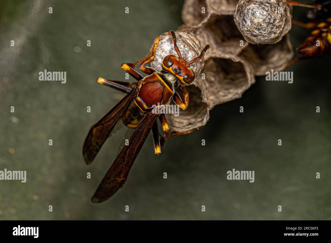 Variegated paper wasp hi-res stock photography and images - Alamy