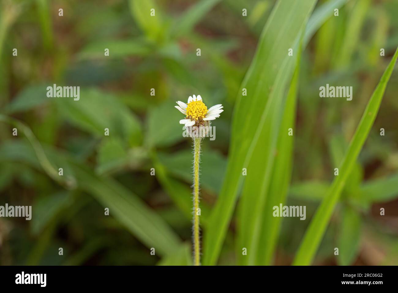 Tridax Daisy Flower of the species Tridax procumbens Stock Photo - Alamy