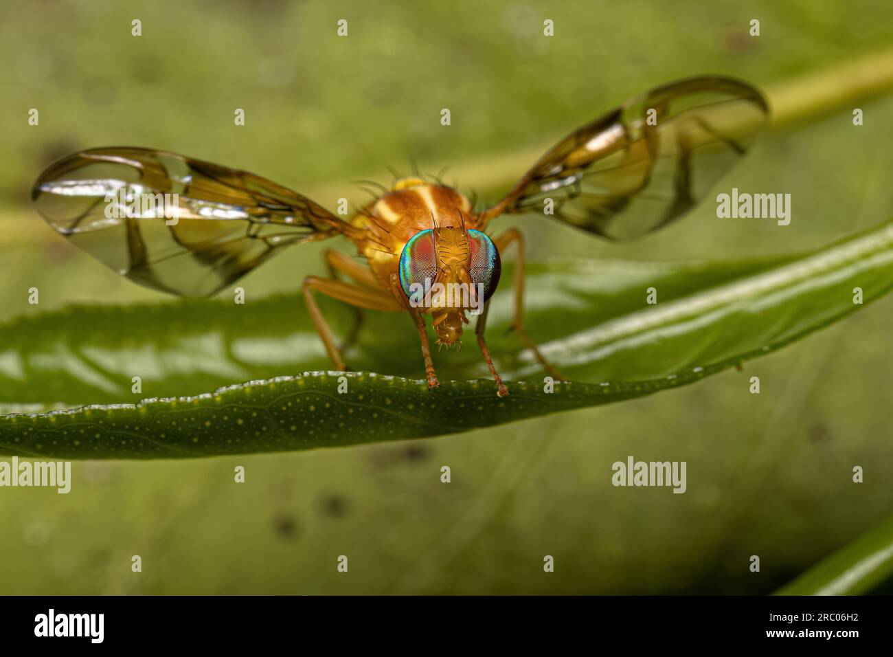 Adult Fruit Fly of the Genus Anastrepha Stock Photo - Alamy