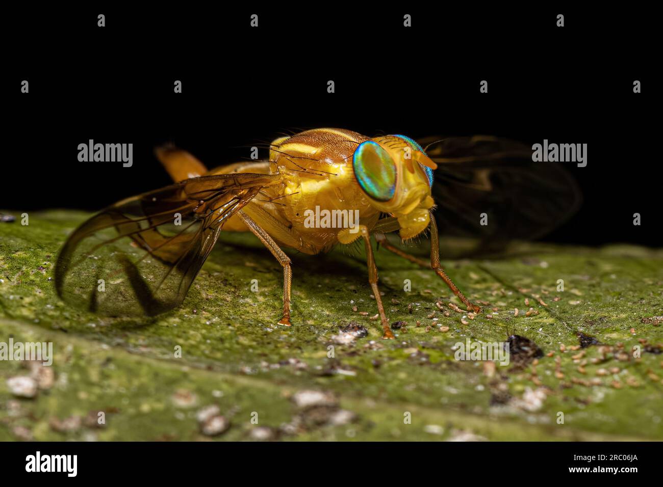 Adult Fruit Fly of the Genus Anastrepha Stock Photo - Alamy