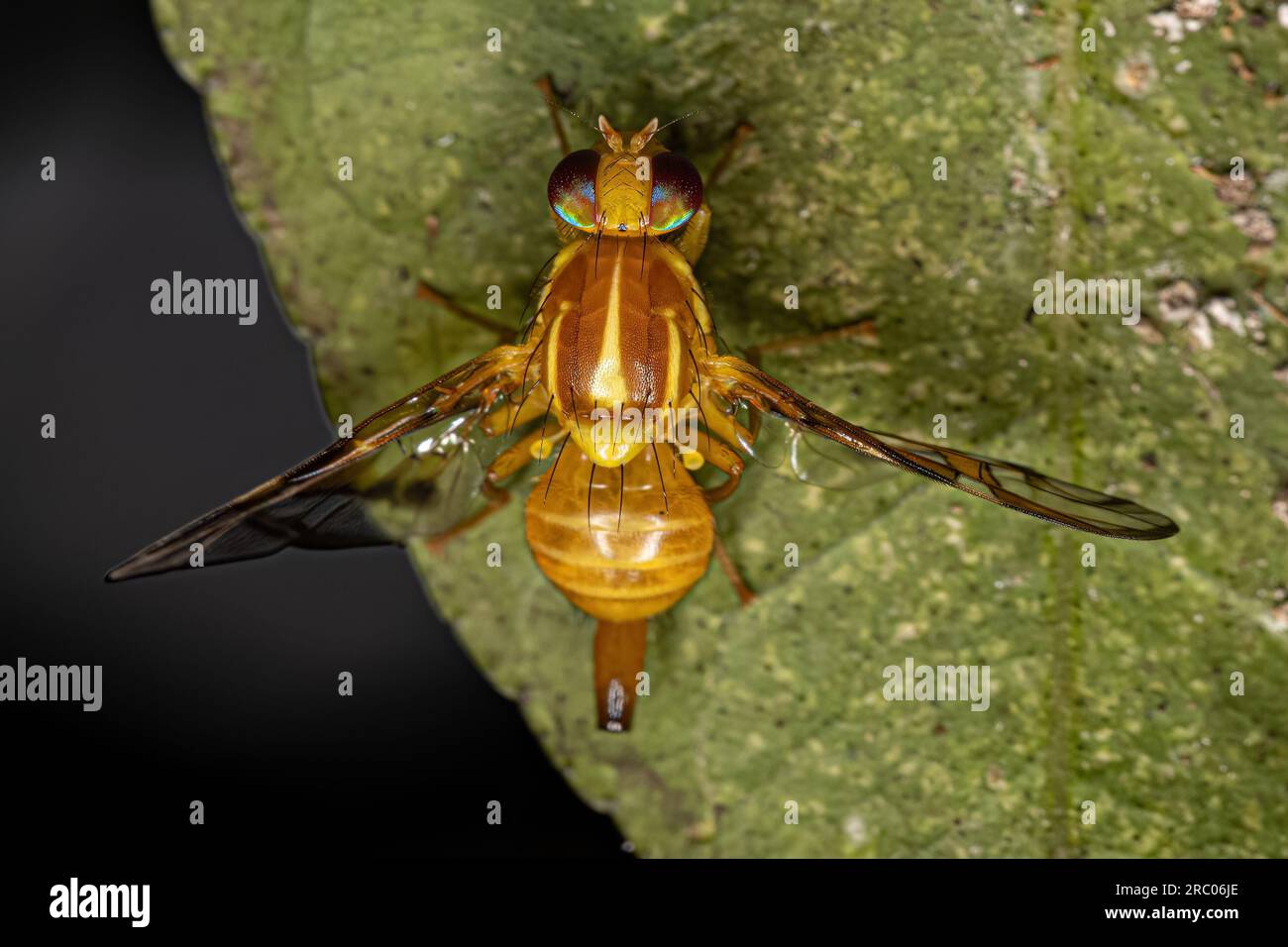 Adult Fruit Fly of the Genus Anastrepha Stock Photo - Alamy