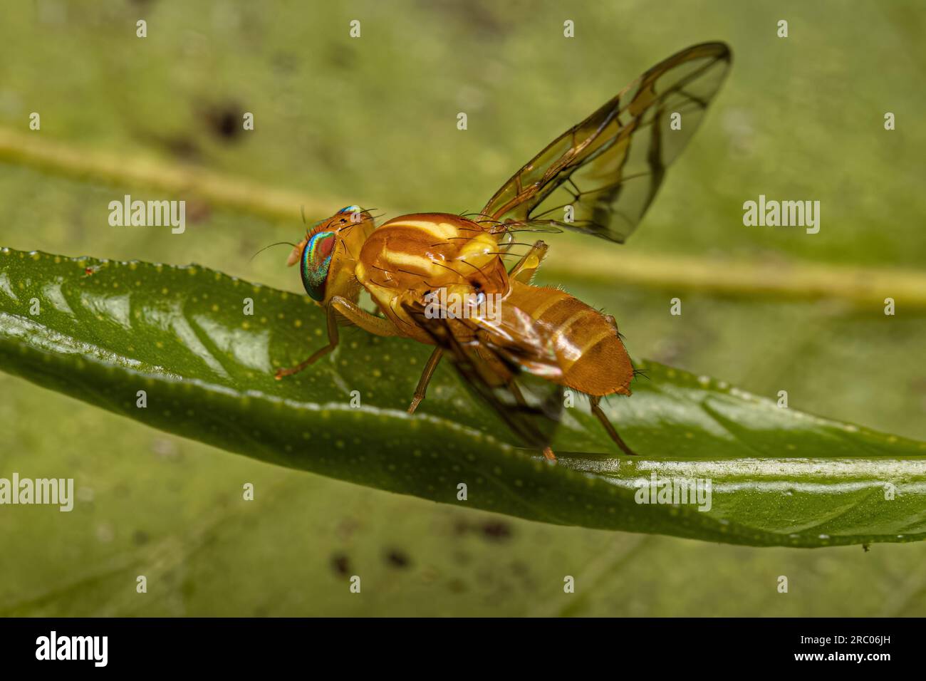 Anastrepha hi-res stock photography and images - Alamy