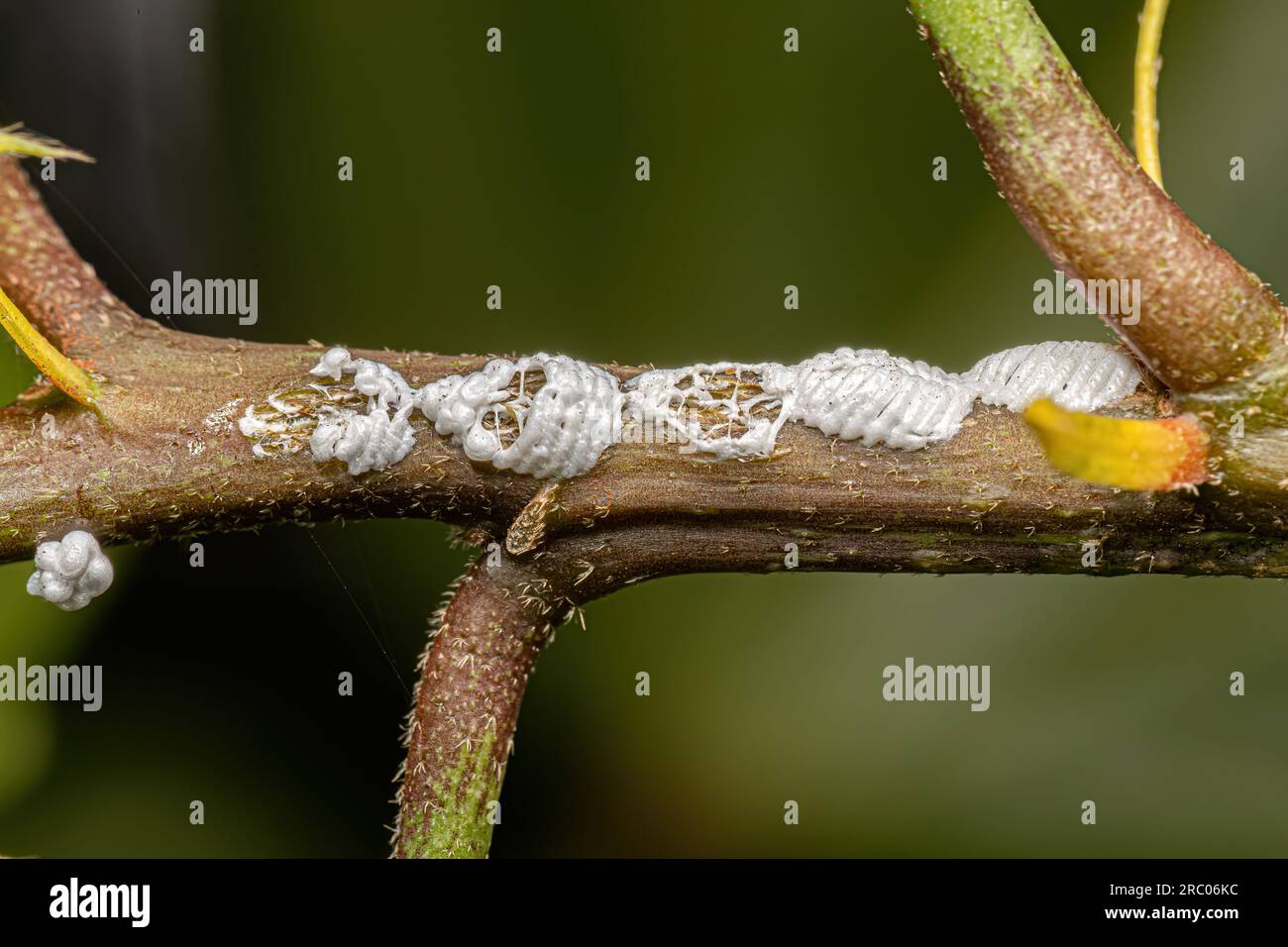Typical Treehopper Eggs of the Family Membracidae Stock Photo - Alamy