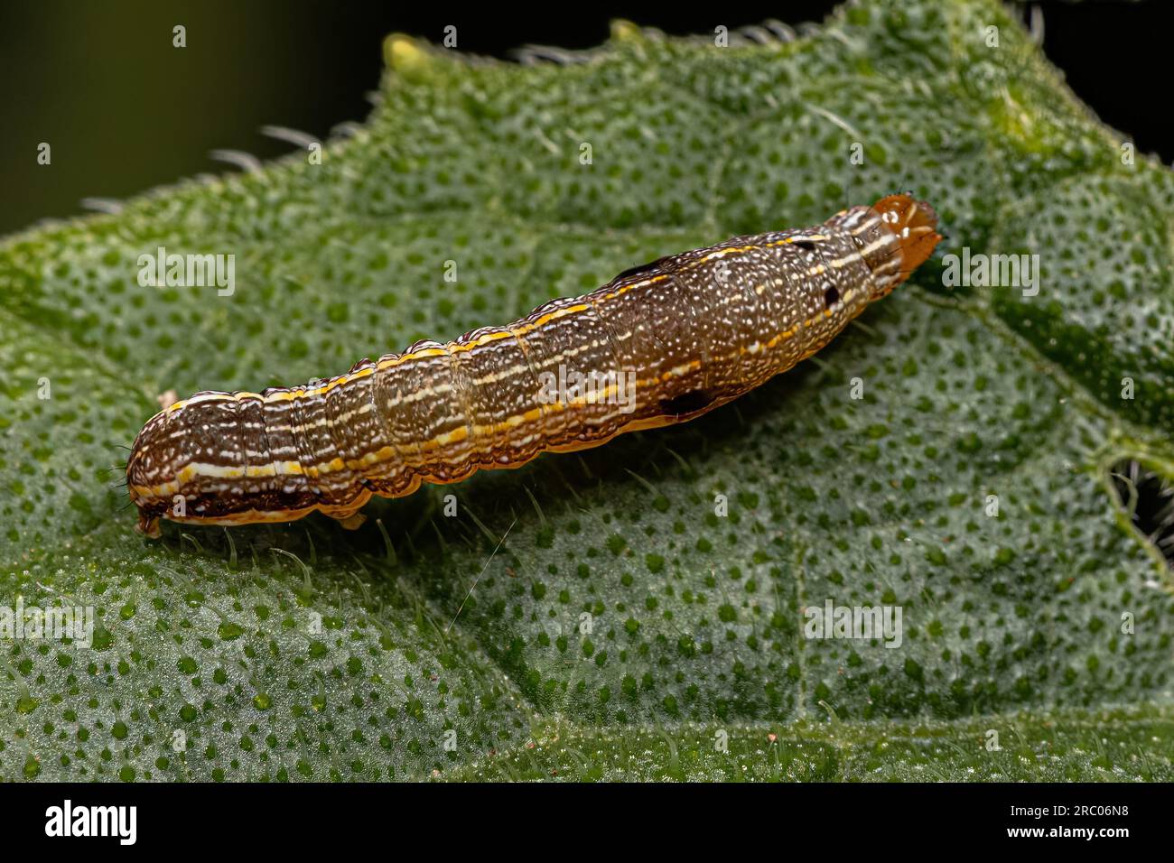 Brown Caterpillar Moth of the Genus Spodoptera Stock Photo - Alamy