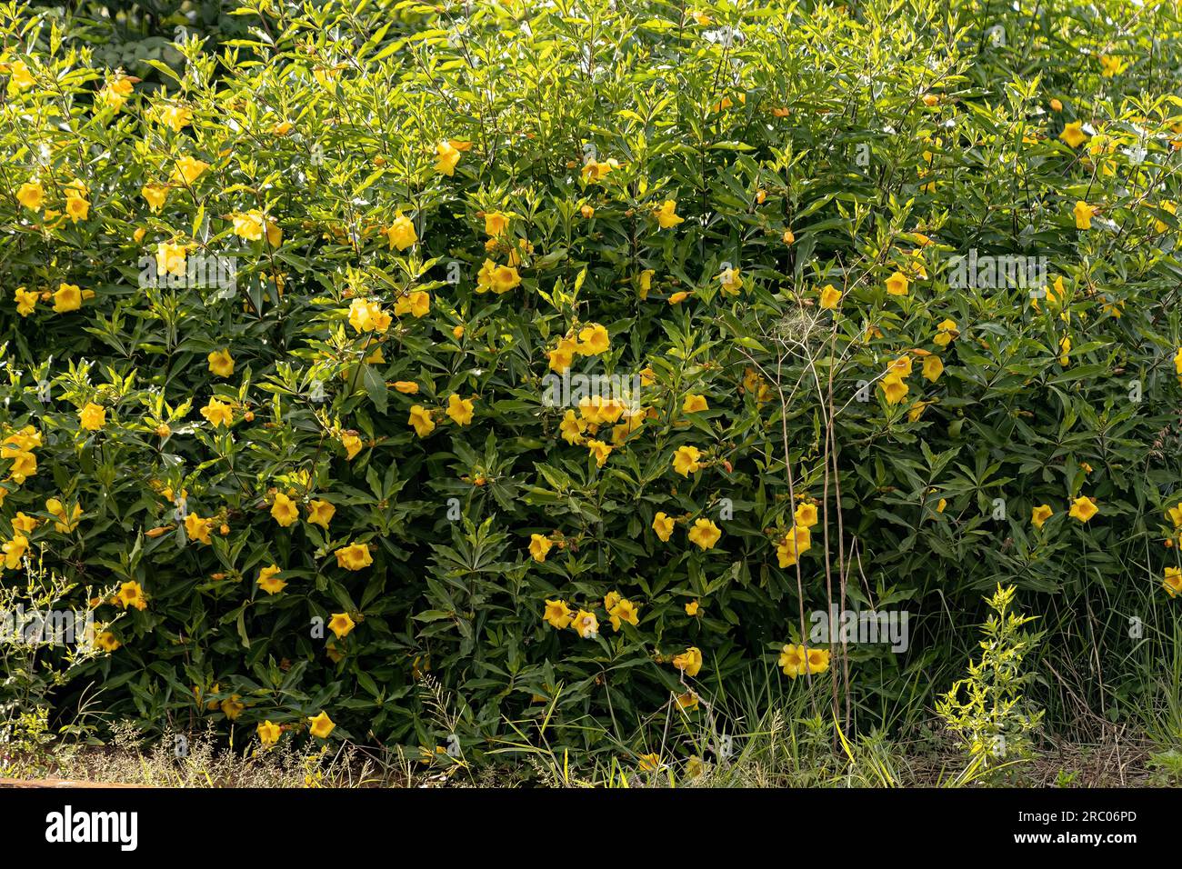 Allamanda Flowering Plant of the genus Allamanda Stock Photo - Alamy