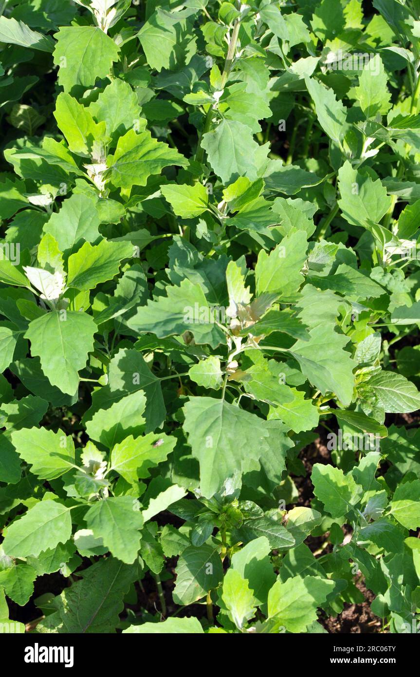 In nature, the field grows a fat hen (Chenopodium album Stock Photo - Alamy