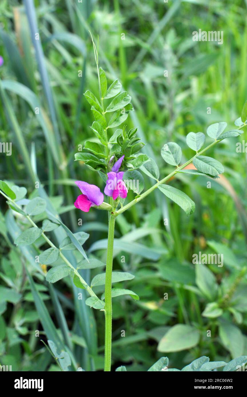 Vetch sowing (Vicia sativa) grows on a farm field Stock Photo - Alamy