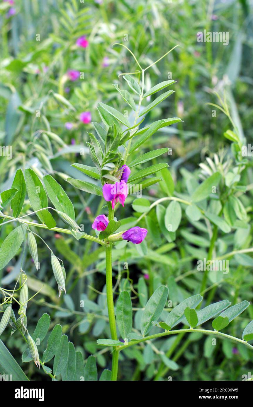 Vetch sowing (Vicia sativa) grows on a farm field Stock Photo - Alamy