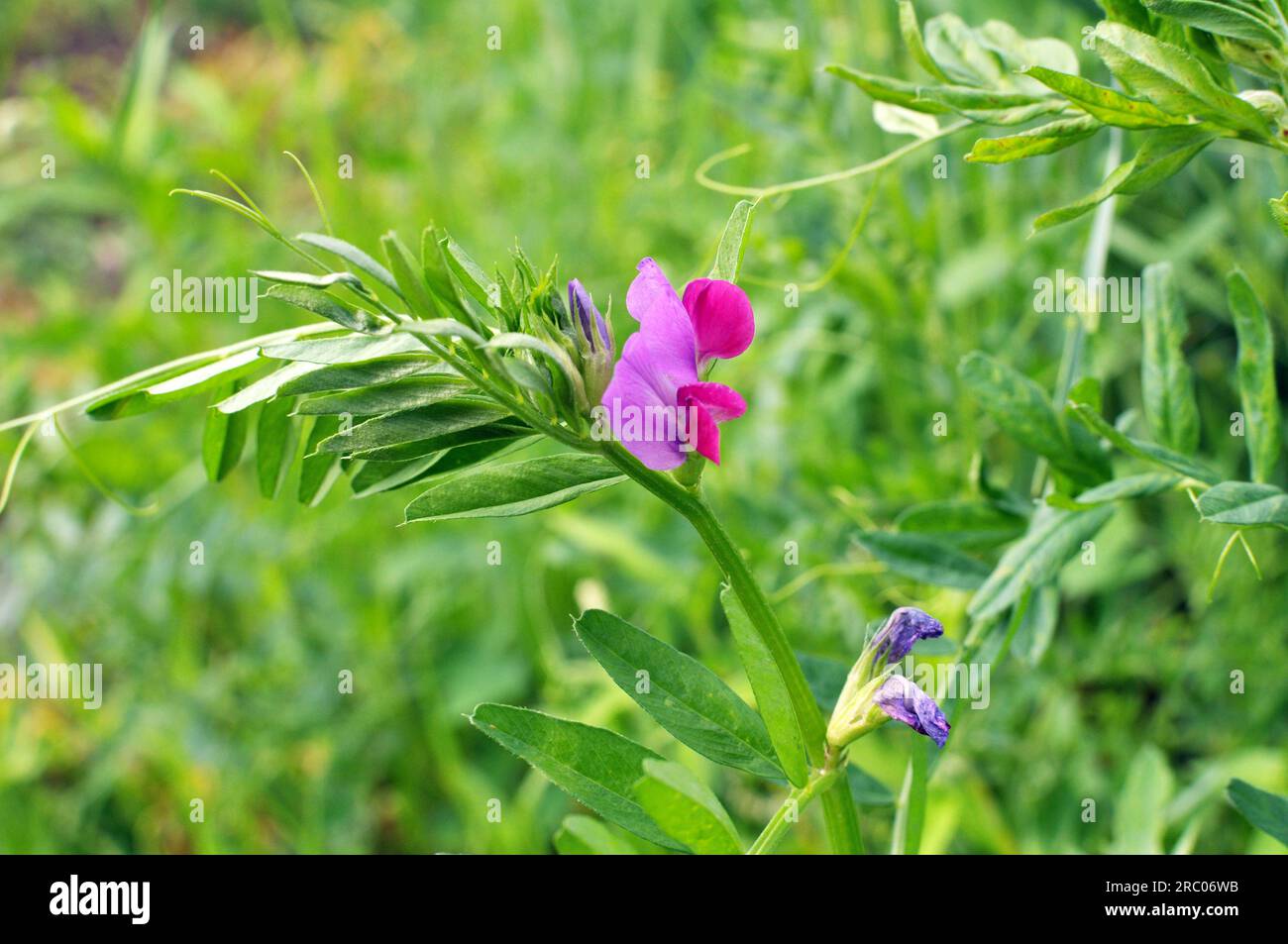 Vetch sowing (Vicia sativa) grows on a farm field Stock Photo - Alamy