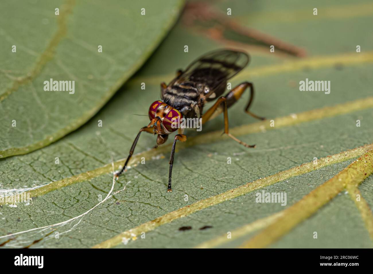 Adult Acalyptrate Fly of the Family Richardiidae Stock Photo - Alamy