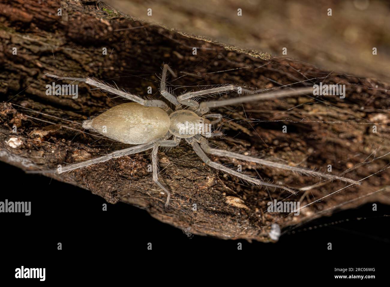 Adult Female Ghost Spider of the Family Anyphaenidae Stock Photo - Alamy