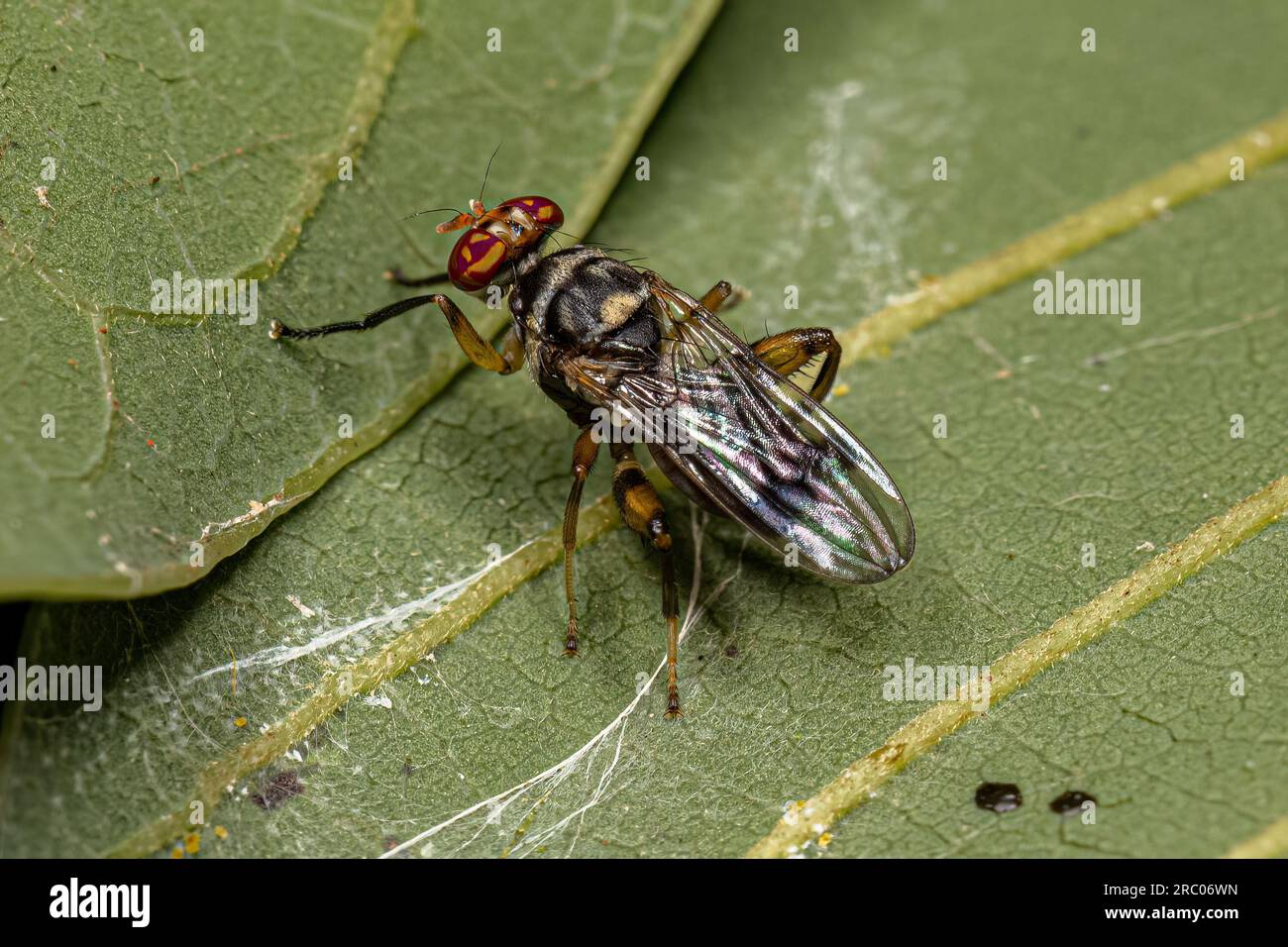 Adult Acalyptrate Fly of the Family Richardiidae Stock Photo - Alamy