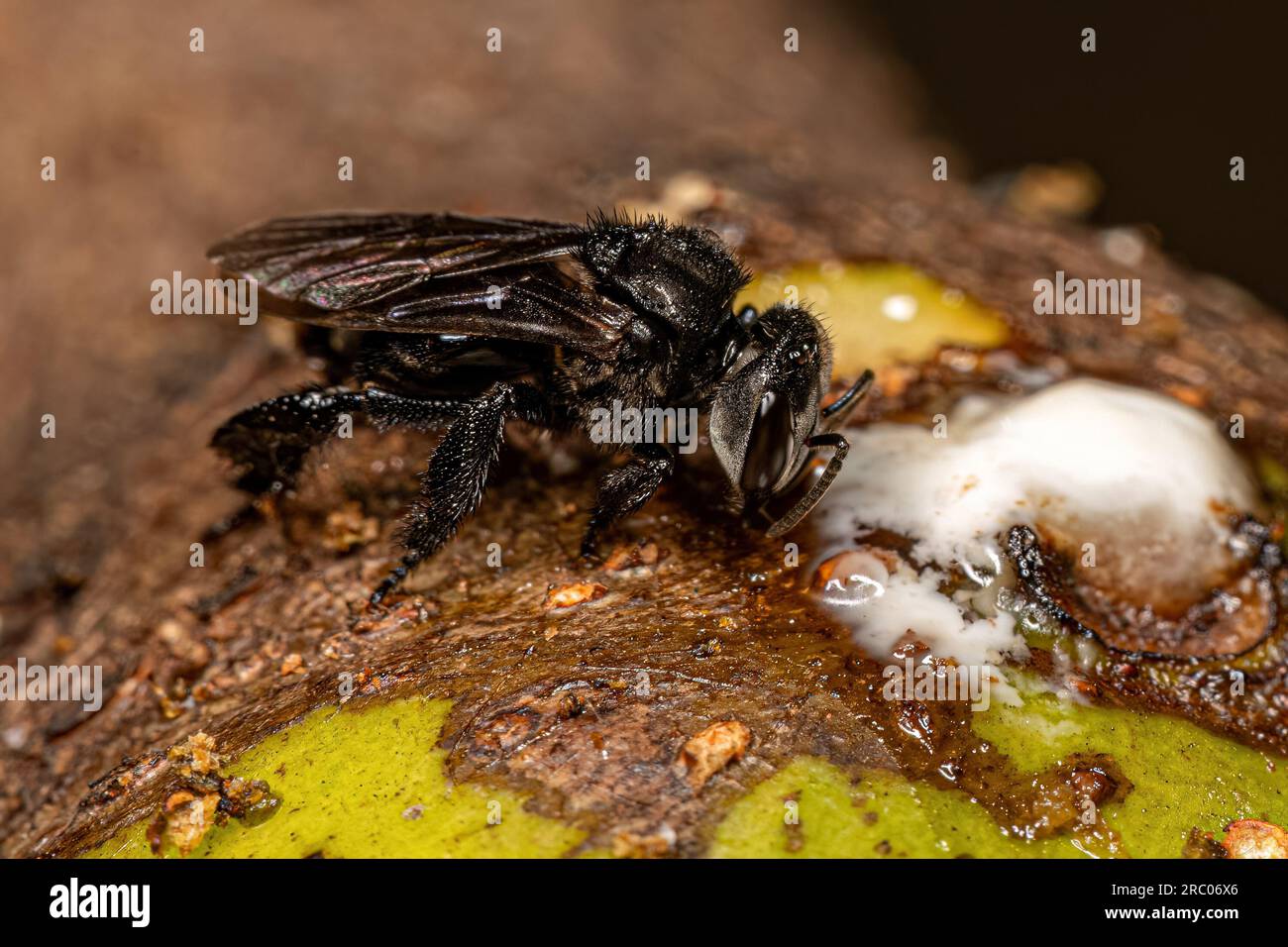 Adult Stingless Bee of the Tribe Meliponini Stock Photo - Alamy