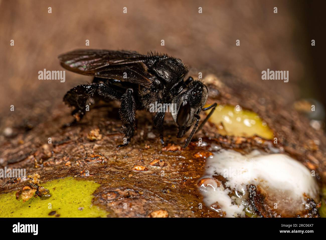 Stingless bees meliponini insecta hi-res stock photography and images ...
