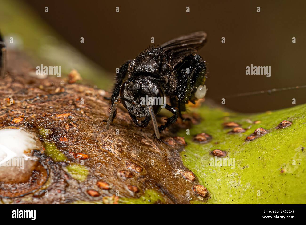 Stingless bee meliponini hi-res stock photography and images - Alamy