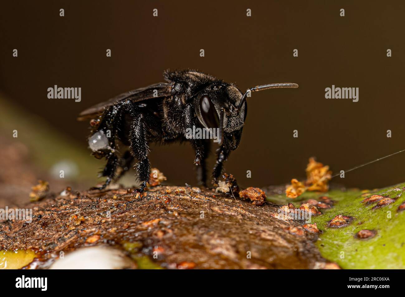 Adult Stingless Bee of the Tribe Meliponini Stock Photo - Alamy