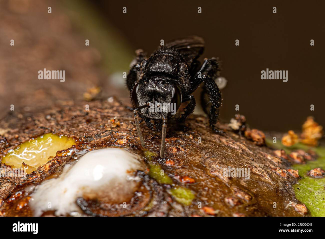 Adult Stingless Bee of the Tribe Meliponini Stock Photo - Alamy