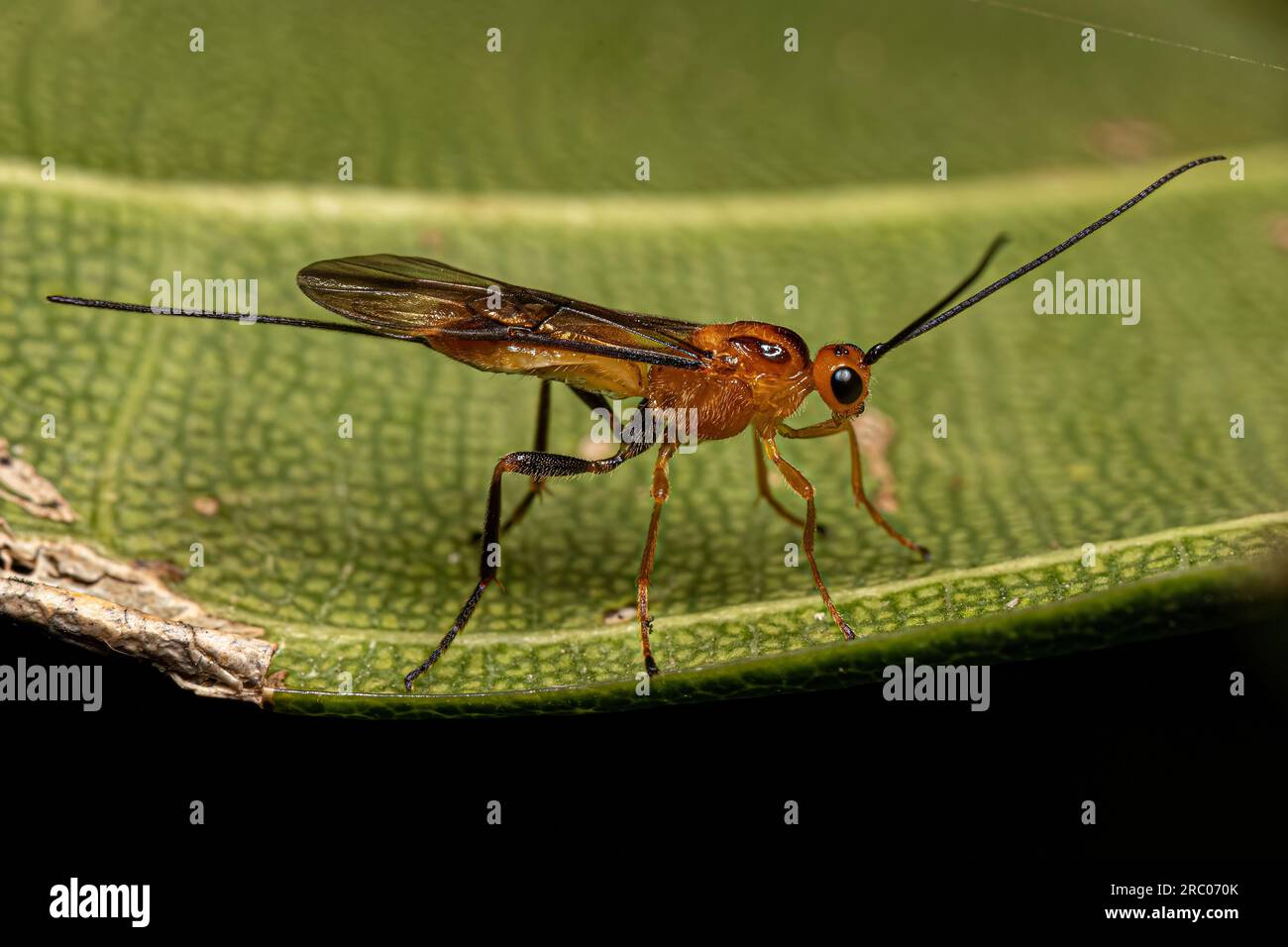 Adult Braconid Wasp of the Family Braconidae Stock Photo - Alamy