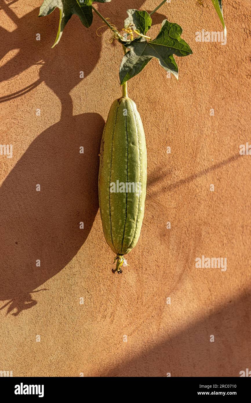 Egyptian luffa fruit hi-res stock photography and images - Alamy