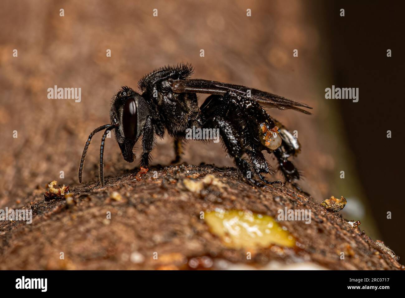 Stingless bees meliponini insecta hi-res stock photography and images ...