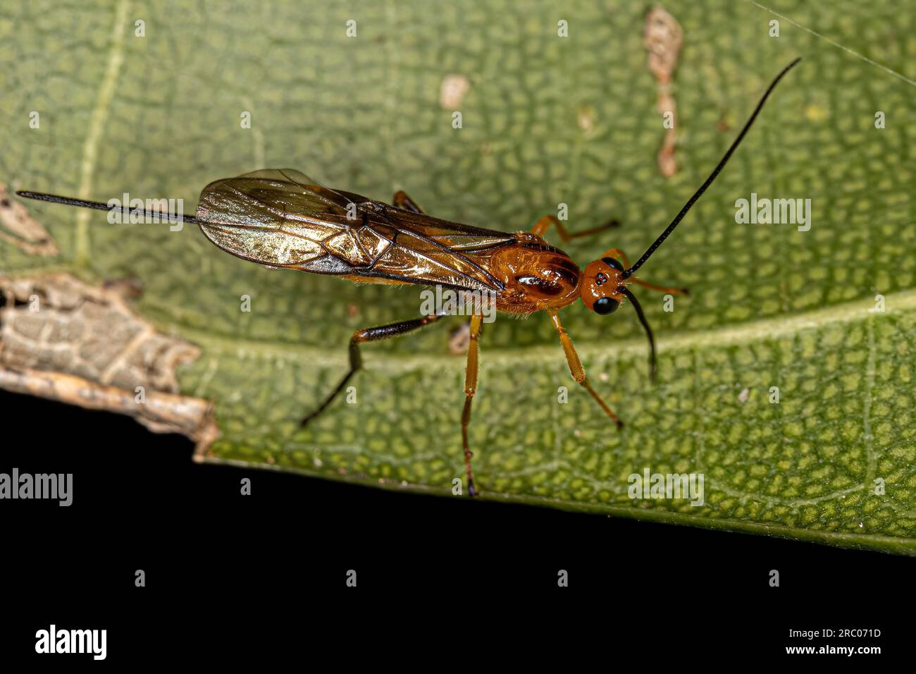 Adult Braconid Wasp of the Family Braconidae Stock Photo - Alamy