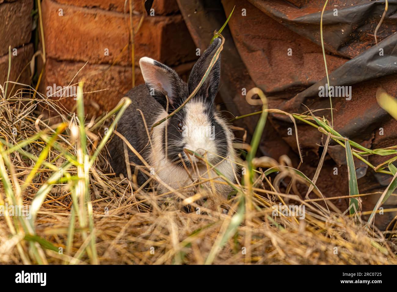European Rabbit Animal of the species Oryctolagus cuniculus Stock Photo ...