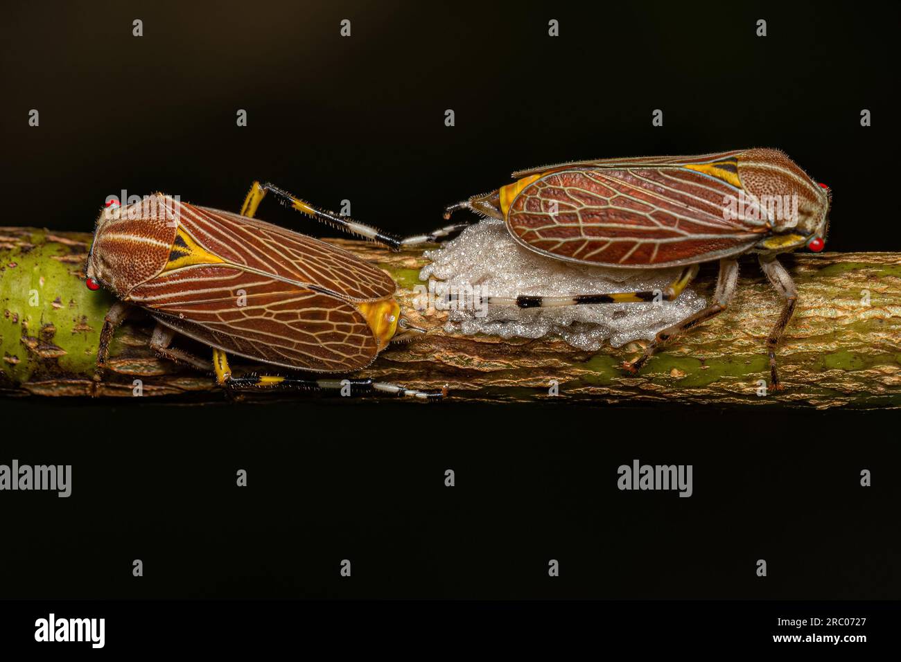 Adult Aetalionid Treehopper of the species Aetalion reticulatum Stock ...