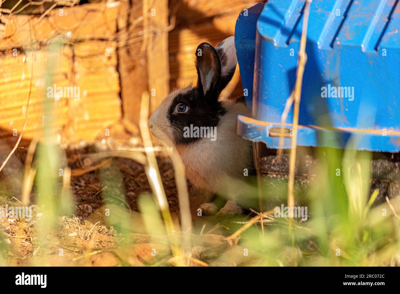 European Rabbit Animal of the species Oryctolagus cuniculus Stock Photo ...
