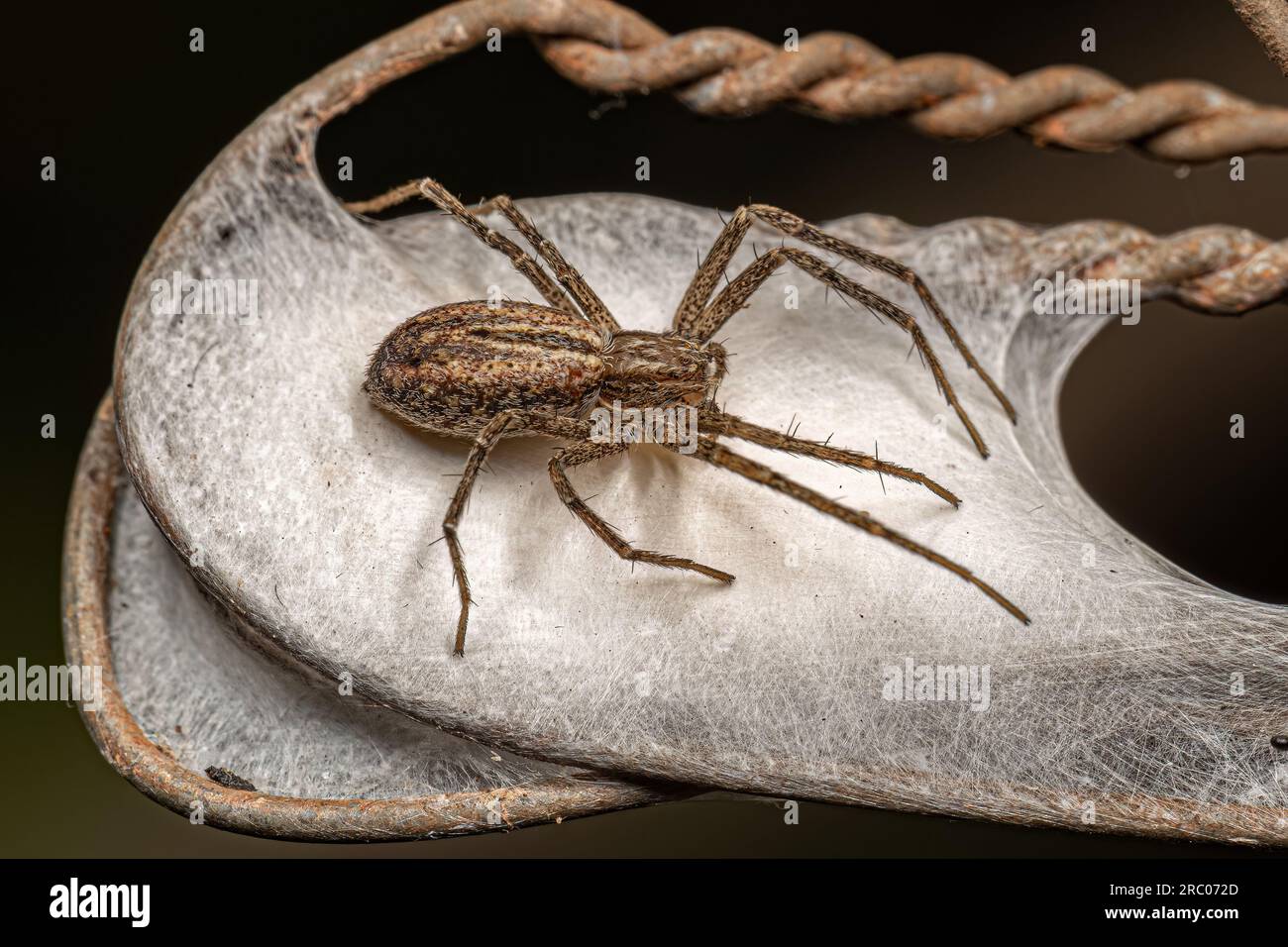 Adult Female Running Crab Spider of the genus Genus Tibelloides Stock ...