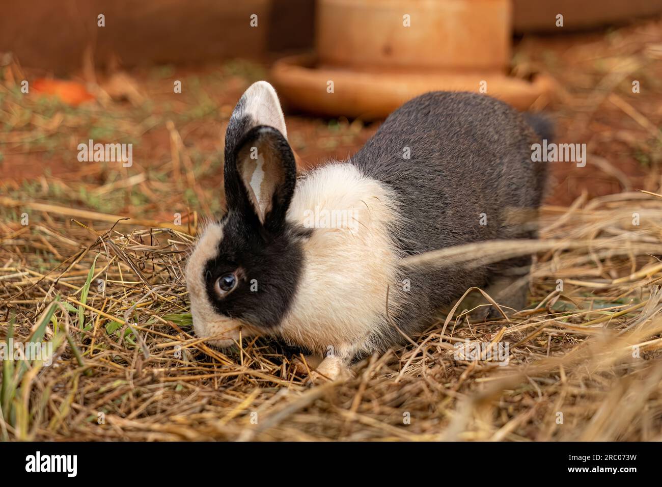 European Rabbit Animal of the species Oryctolagus cuniculus Stock Photo ...