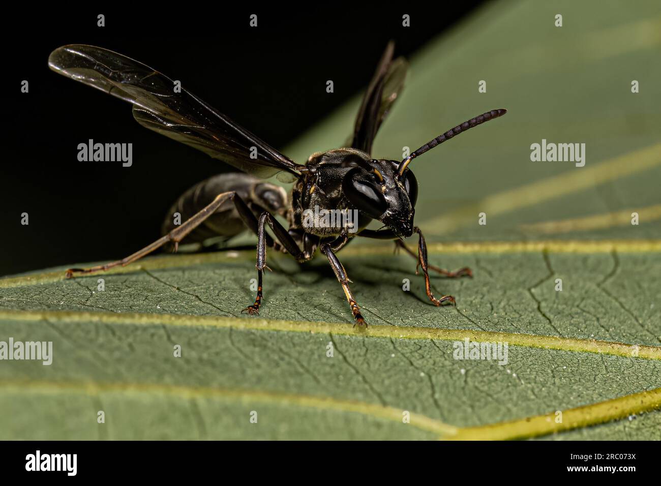 Black polybia wasp hi-res stock photography and images - Alamy