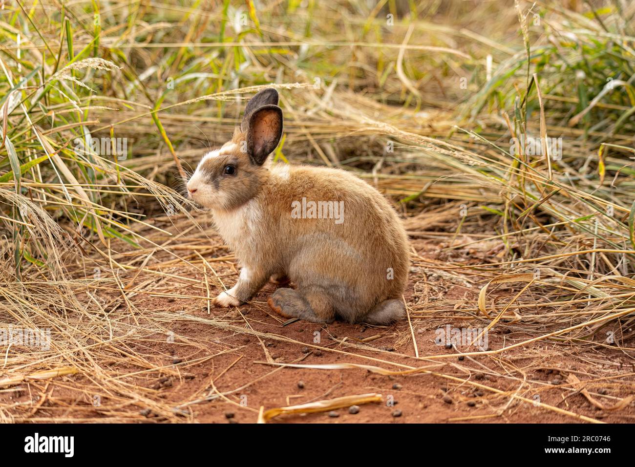 European Rabbit Animal of the species Oryctolagus cuniculus Stock Photo ...